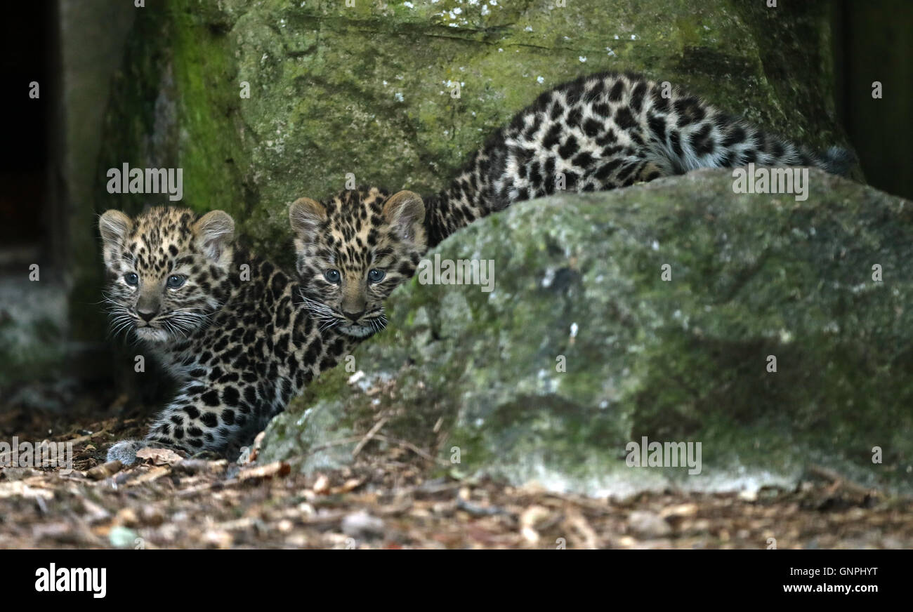 Two male Amur leopard cubs leave their enclosure as they ventures ...