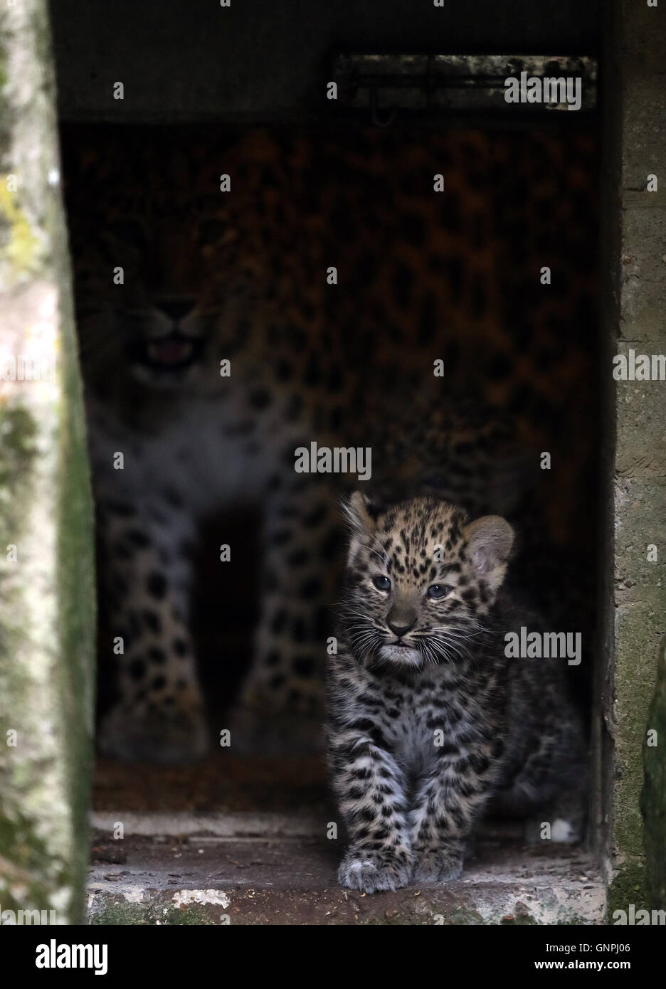 Two male Amur leopard cubs leave their enclosure with their mother Kaia ...