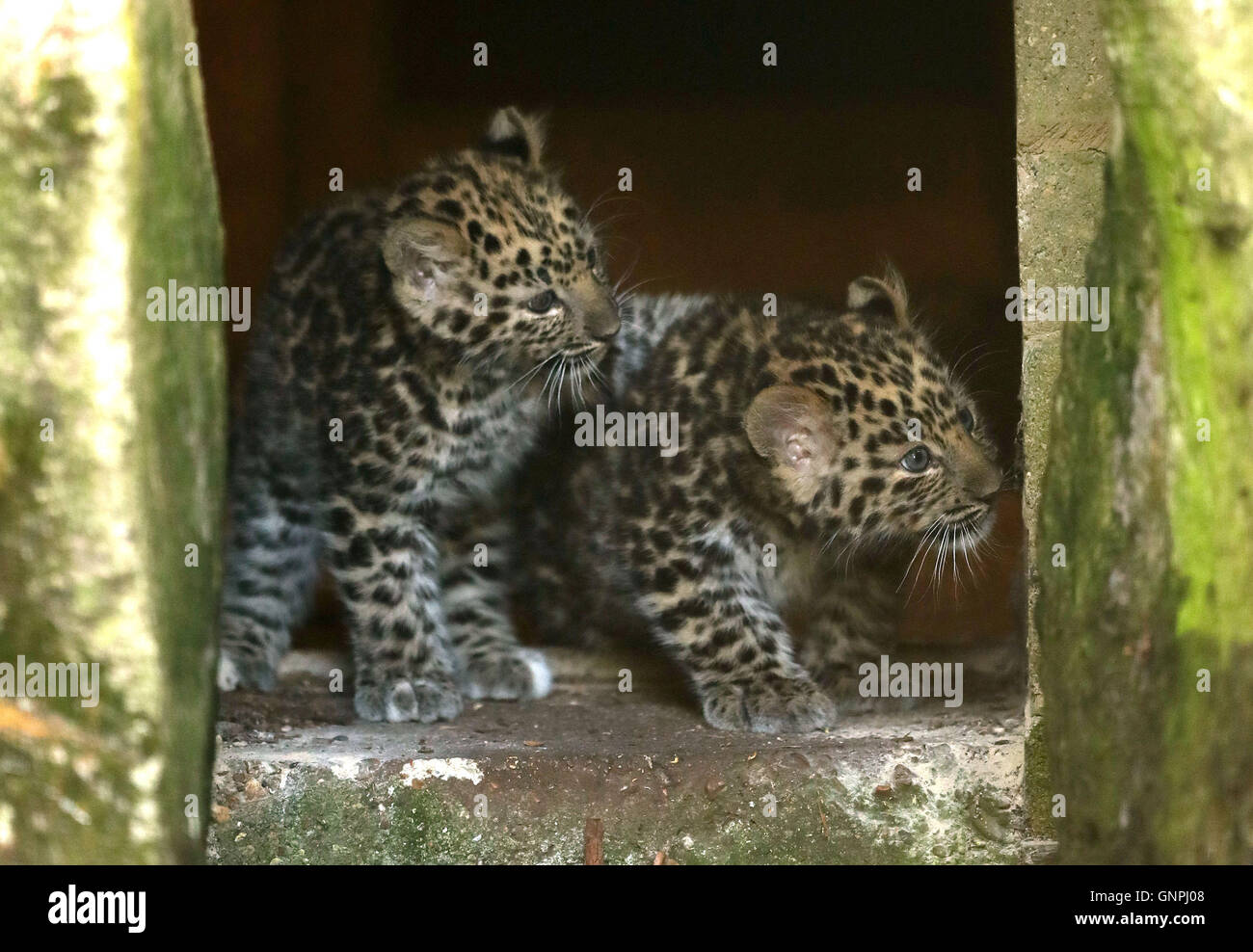 Two male Amur leopard cubs leave their enclosure as they ventures ...