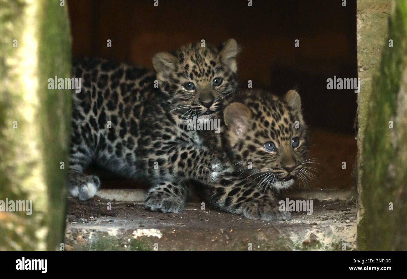 Two male amur leopard cubs leave hi-res stock photography and images ...