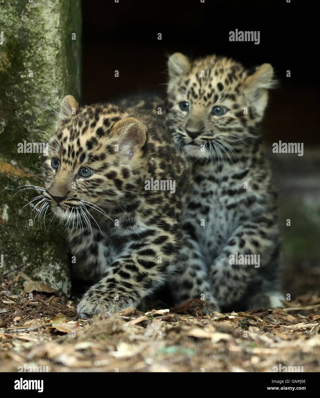 Two male Amur leopard cubs leave their enclosure as they ventures ...