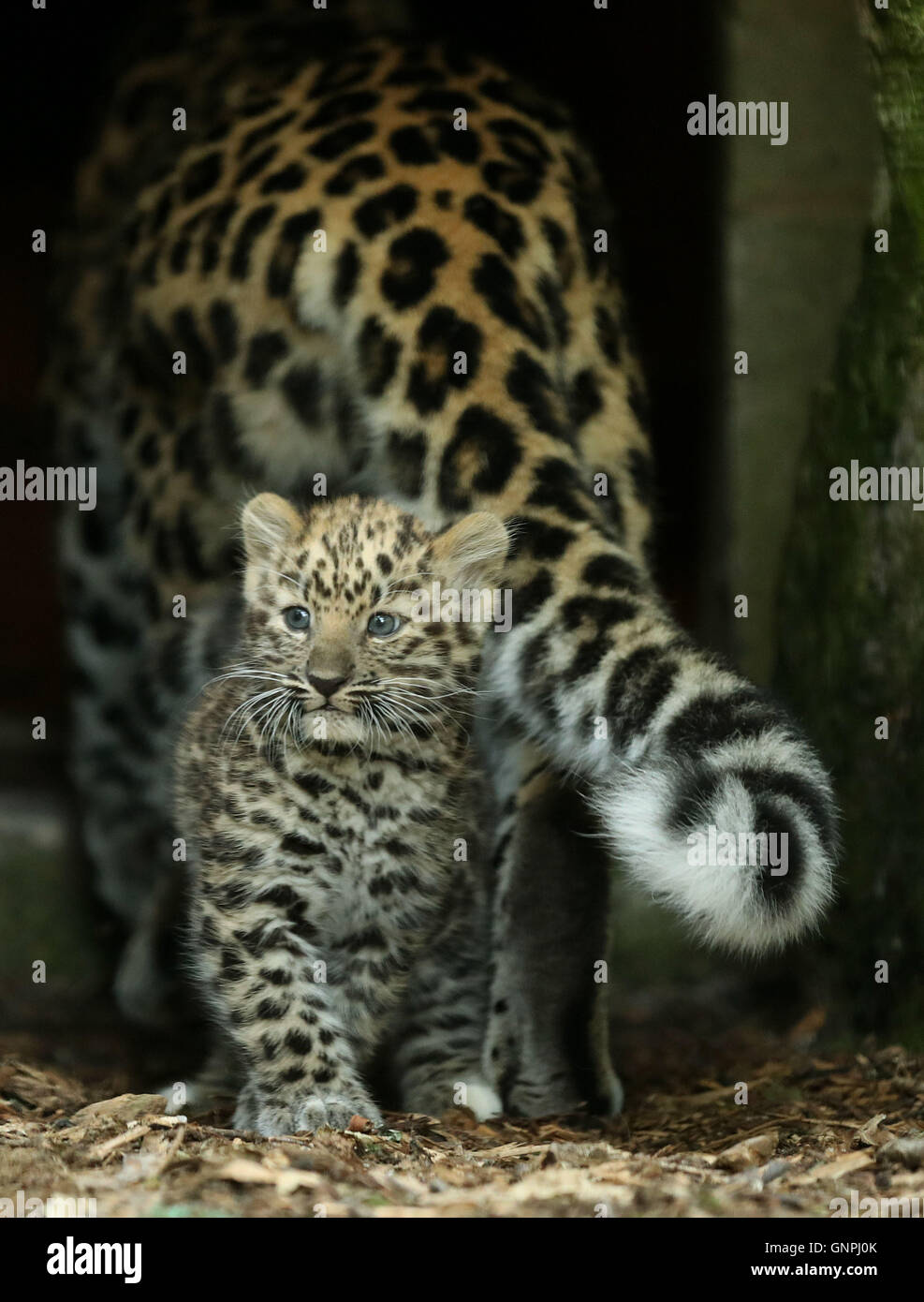 One of two male Amur leopard cubs leaves his enclosure as he ventures ...