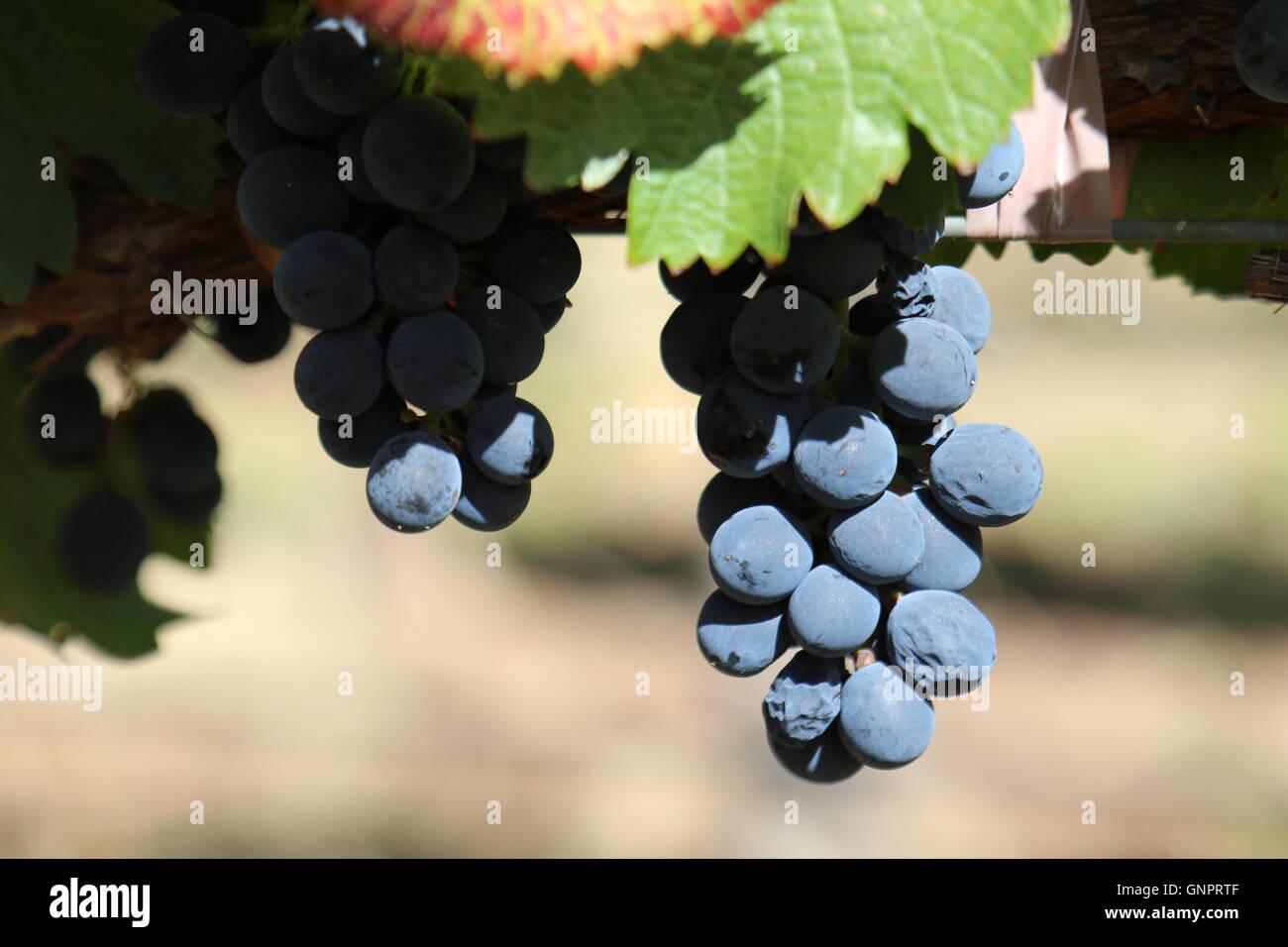 Argentina winemaking farming winery hi-res stock photography and images ...