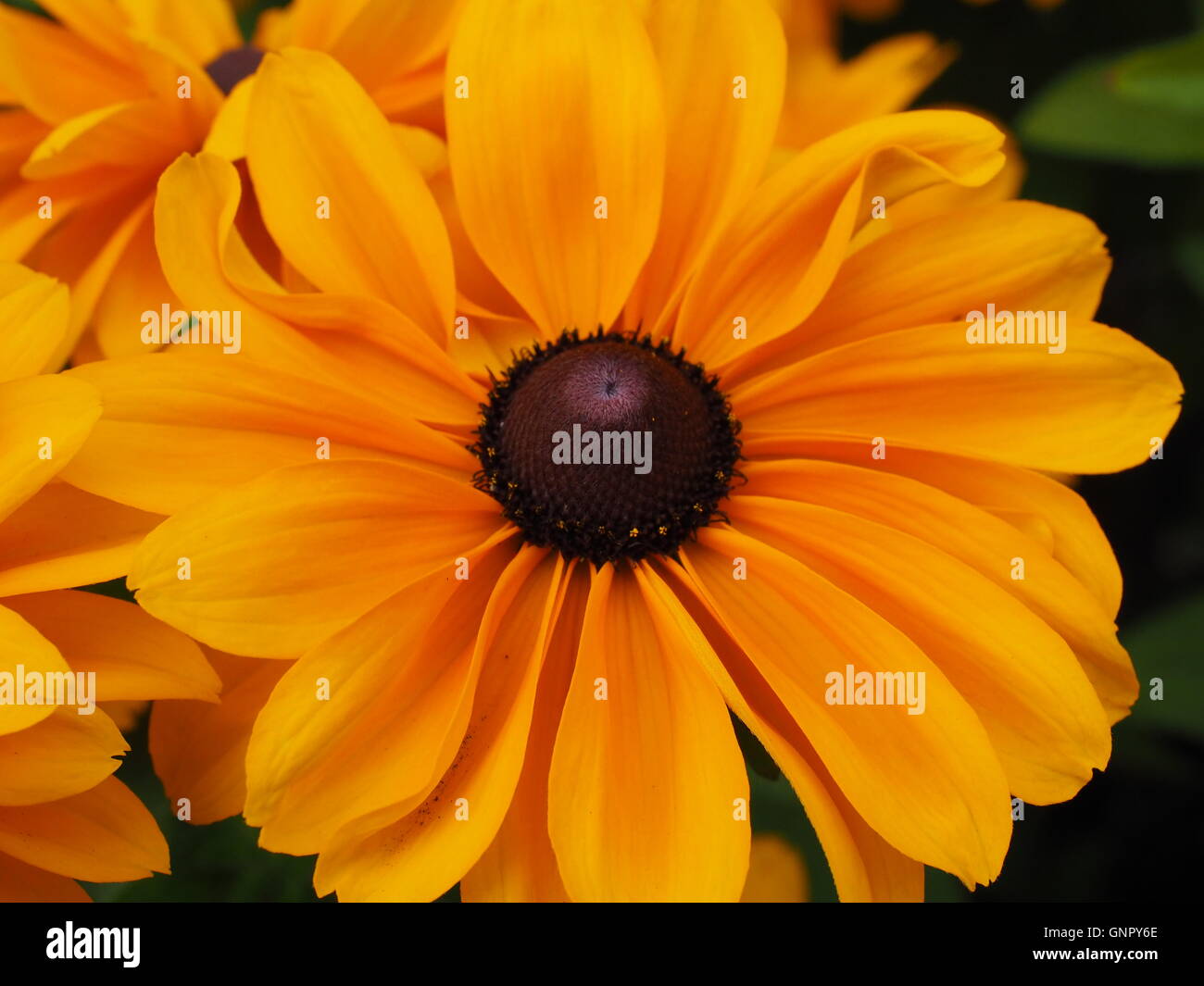 A close-up of a large yellow garden flower Stock Photo - Alamy