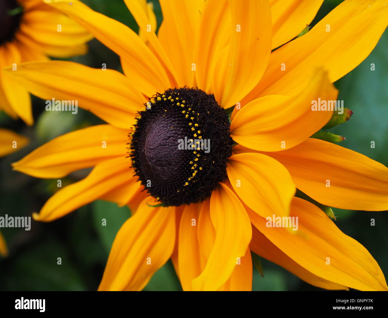 Single yellow flower in close-up Stock Photo - Alamy