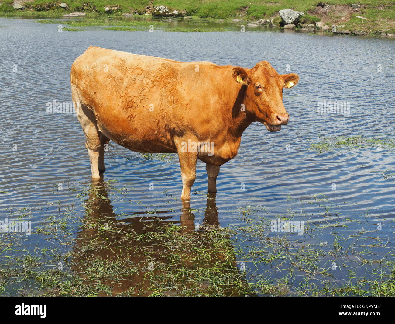 A brown cow goes for a paddle in a Dartmoor watering hole on a hot ...