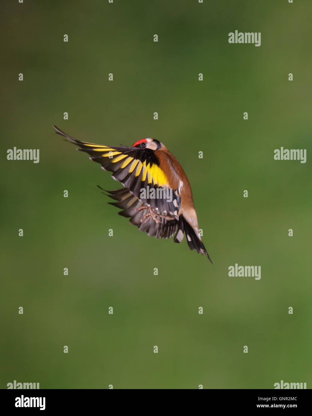 Goldfinch in flight hi-res stock photography and images - Alamy