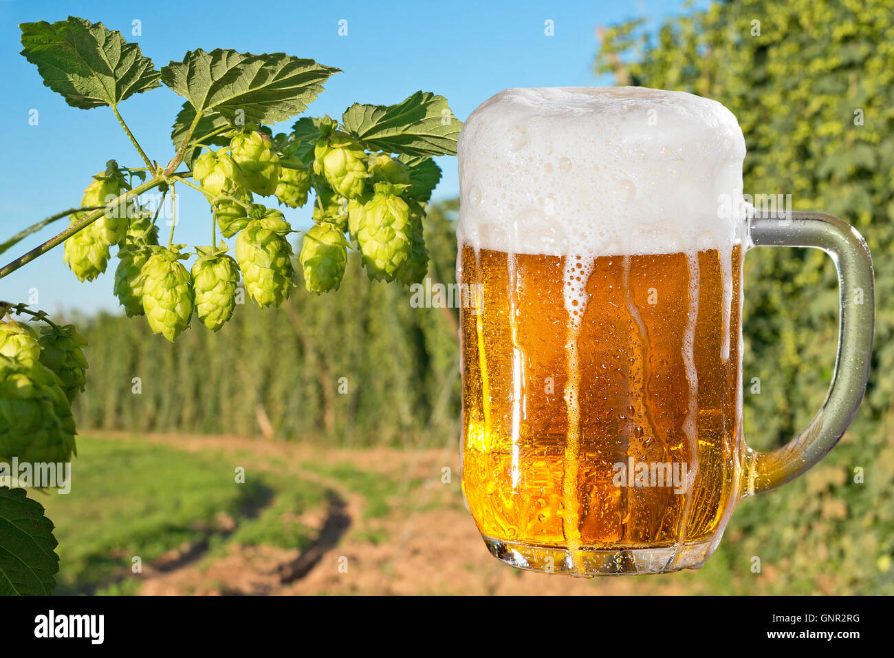 Hop beer bitter ripe ripened agronomy hi-res stock photography and ...