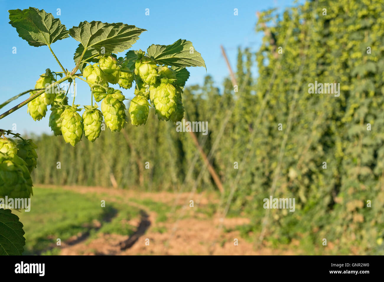 hop field before the harvest Stock Photo - Alamy