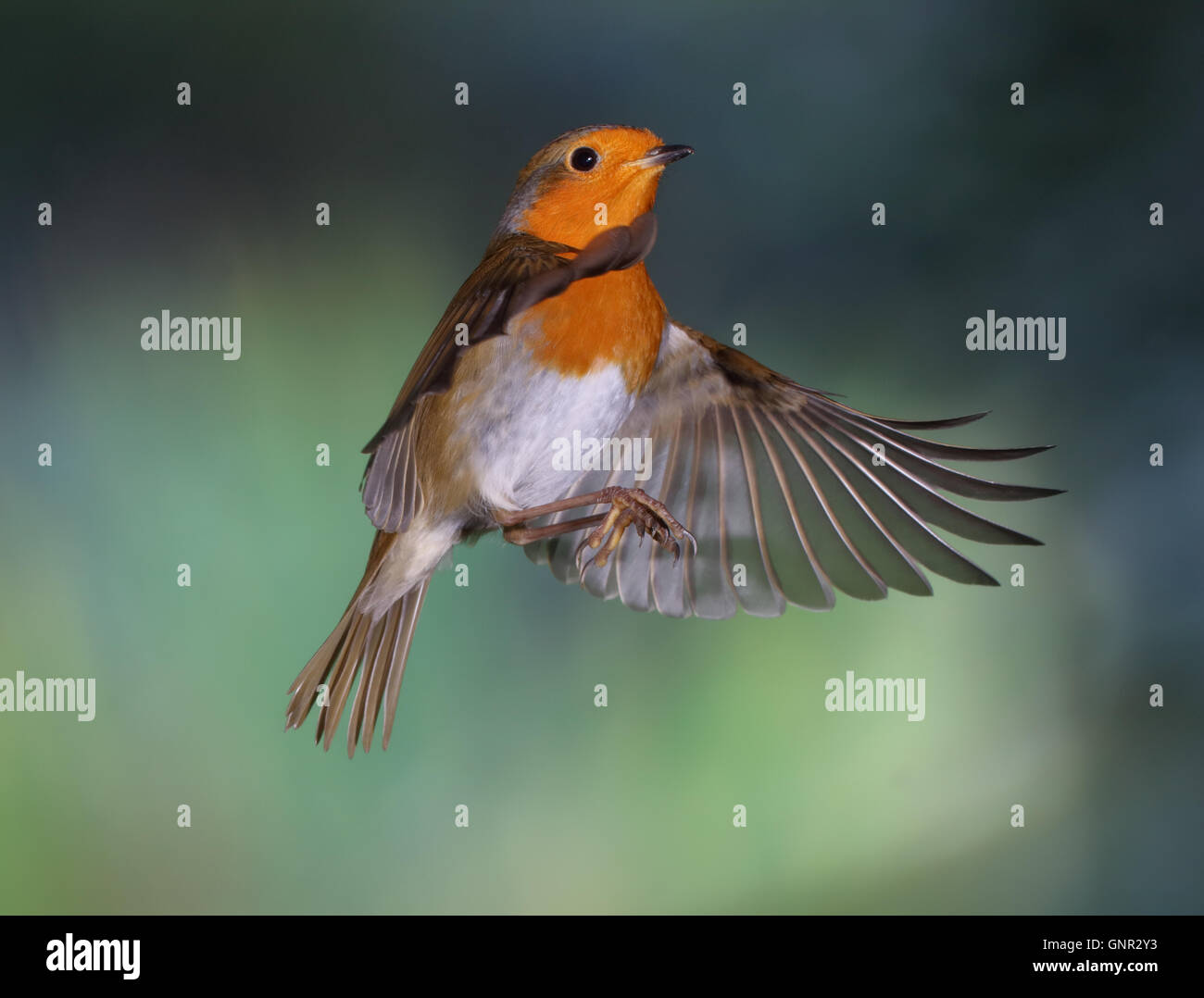 European Robin (Erithacus rubecula) flying Stock Photo - Alamy