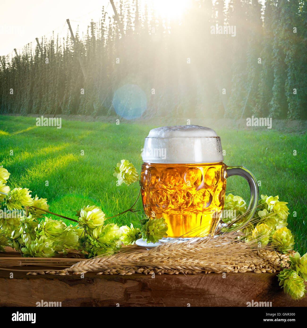 Glass of beer and raw material for beer production Stock Photo - Alamy