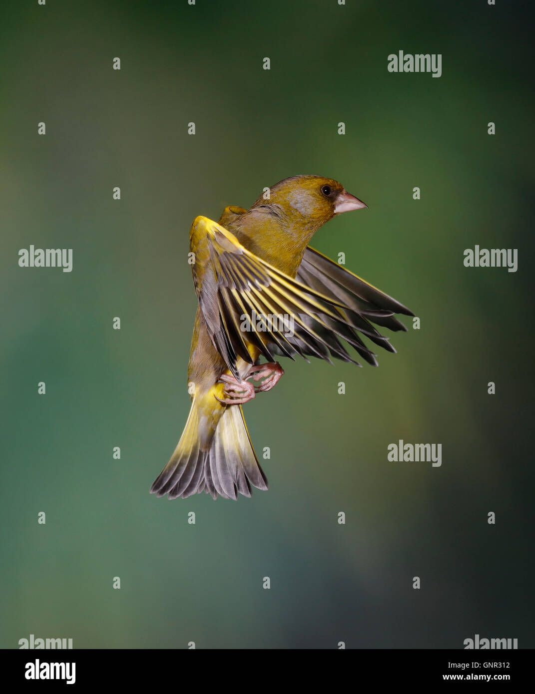 Greenfinch frozen in flight hi-res stock photography and images - Alamy