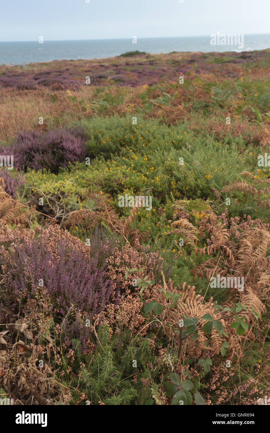 Ferns heather and gorse growing on suffolk coast Stock Photo - Alamy