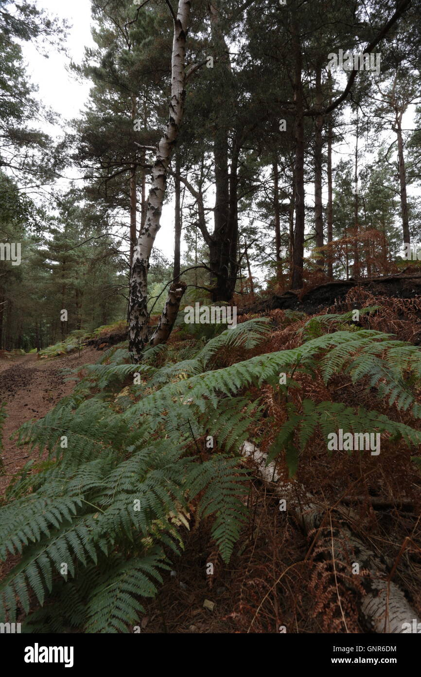 Bracken in forest Stock Photo - Alamy