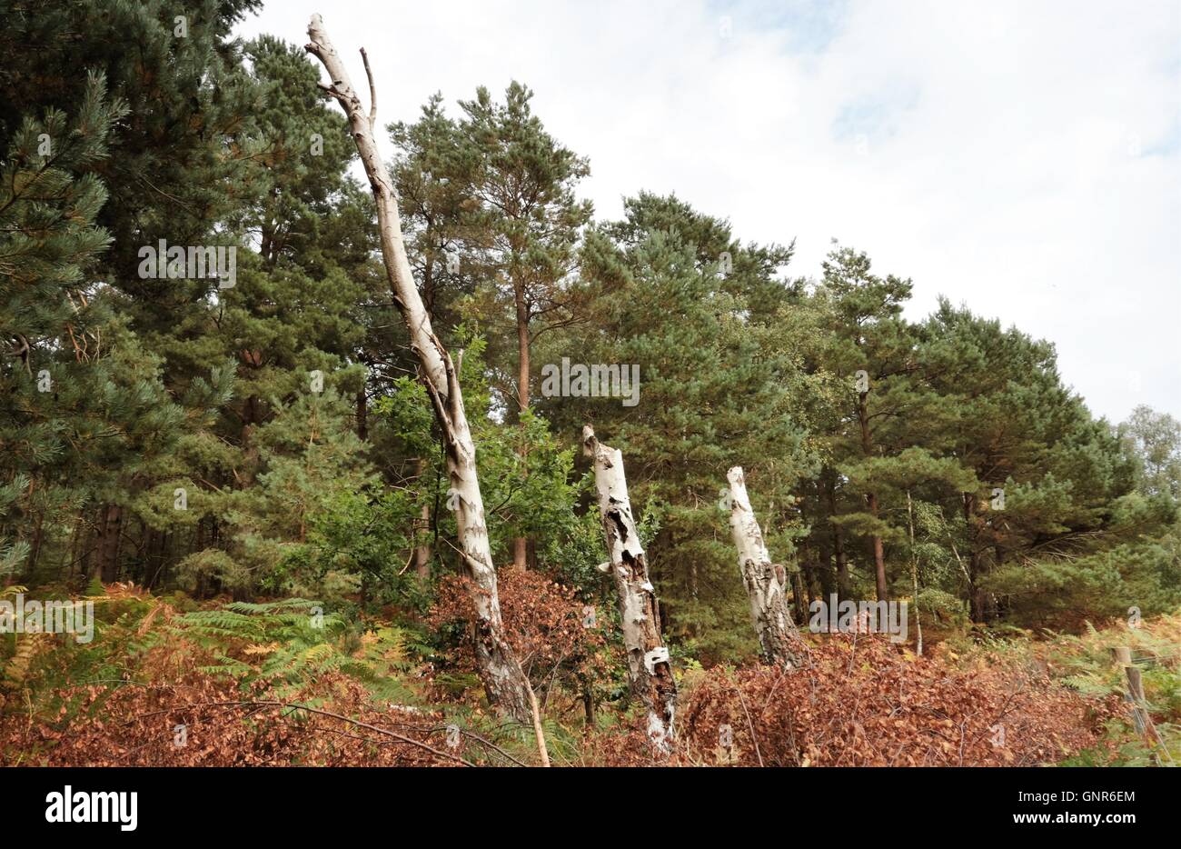 Three tree trunks Stock Photo - Alamy