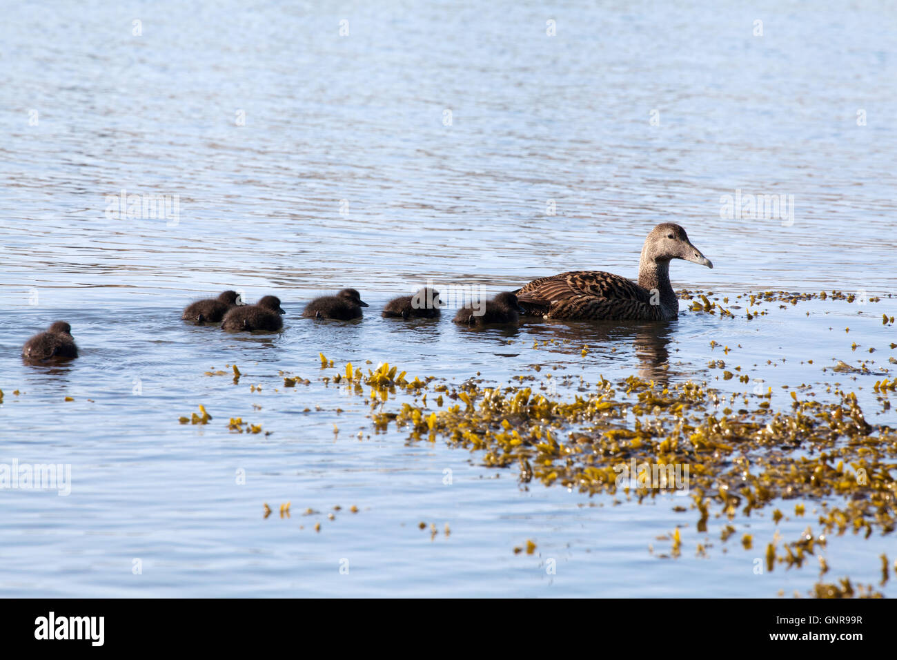 Six baby eider ducks chicks with female eider duck at Seahouses harbour ...