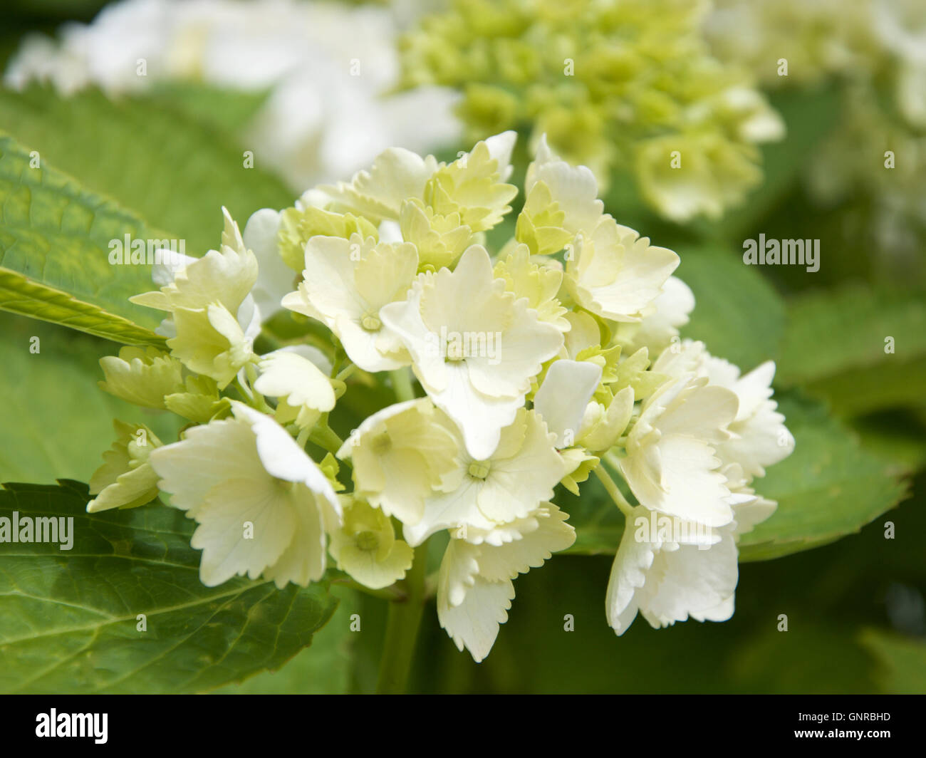 Young cream flowers of Hydrangea macrophylla 'Madame Emile Mouillere ...