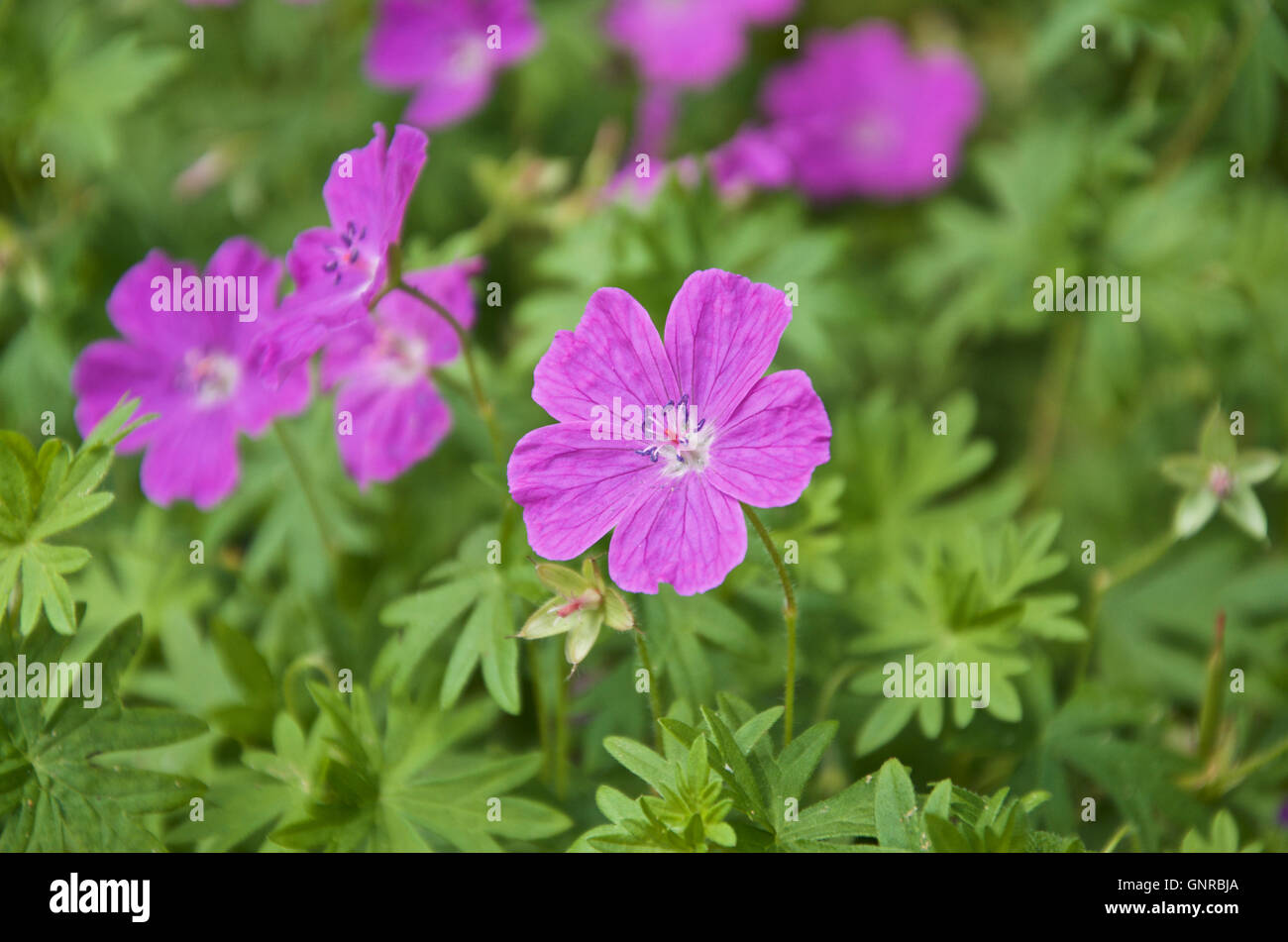 Magenta flowers of Geranium sanguineum Stock Photo - Alamy