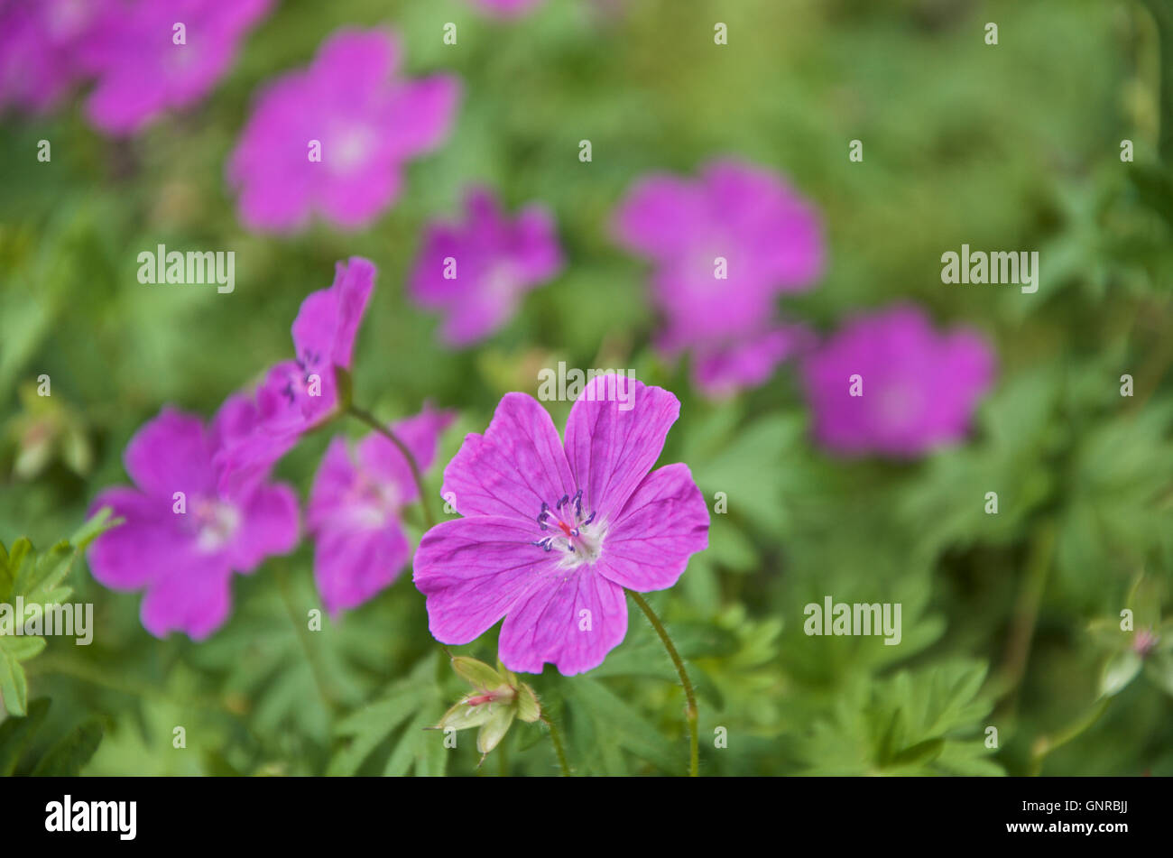 Magenta magenta flowers hi-res stock photography and images - Alamy
