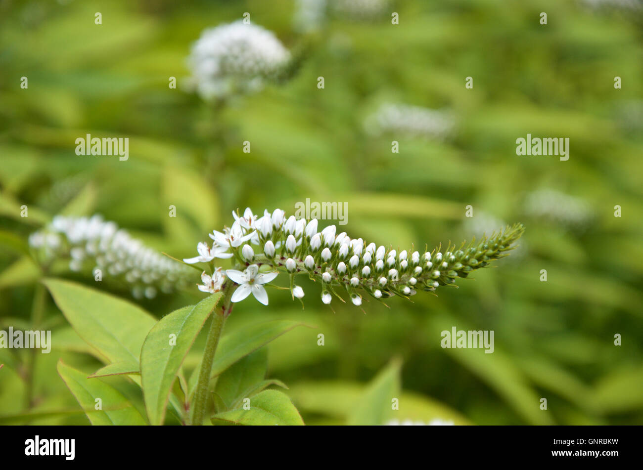 Lysimachia clethroides or white gooseneck Loosestrife Stock Photo - Alamy