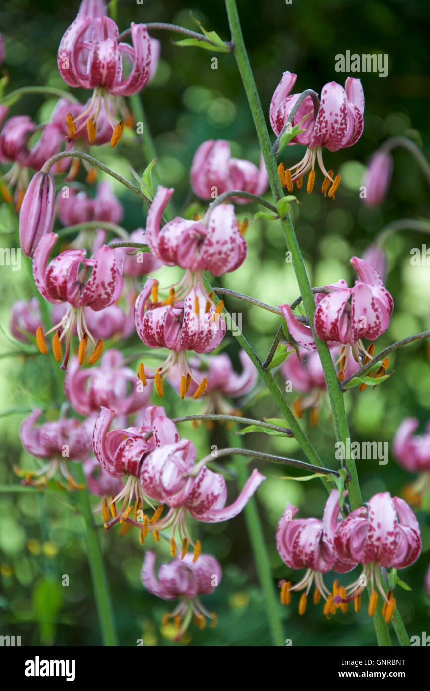 Turks cap flower hi-res stock photography and images - Alamy