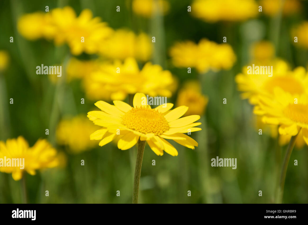 Yellow chamomile, Anthemis tinctoria subs. tinctoria Stock Photo - Alamy