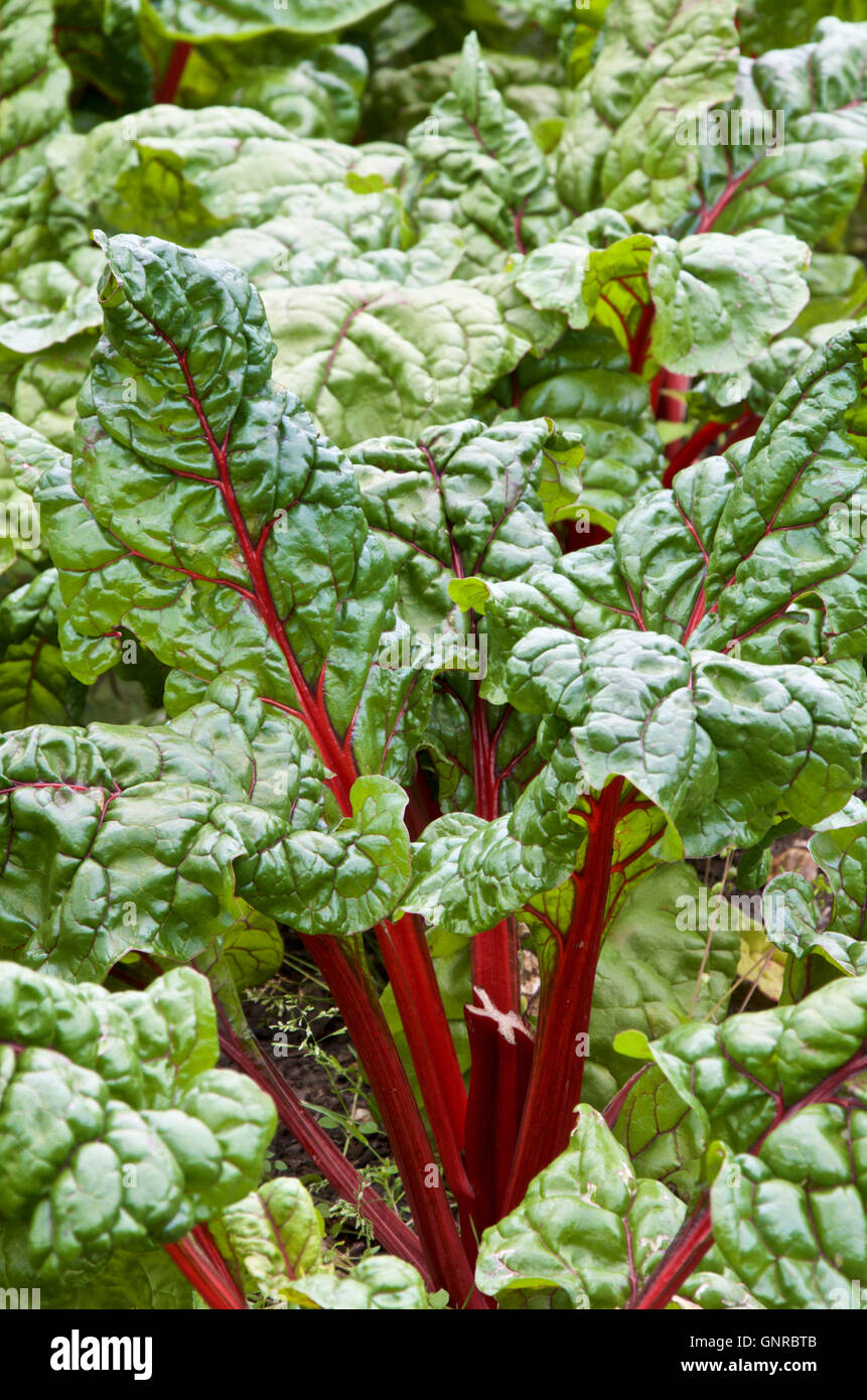 Ruby red chard with one stalk cut Stock Photo - Alamy