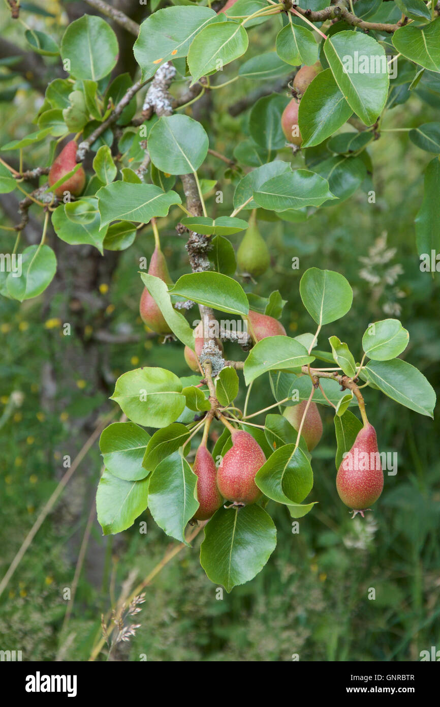 Red anjou pear hi-res stock photography and images - Alamy