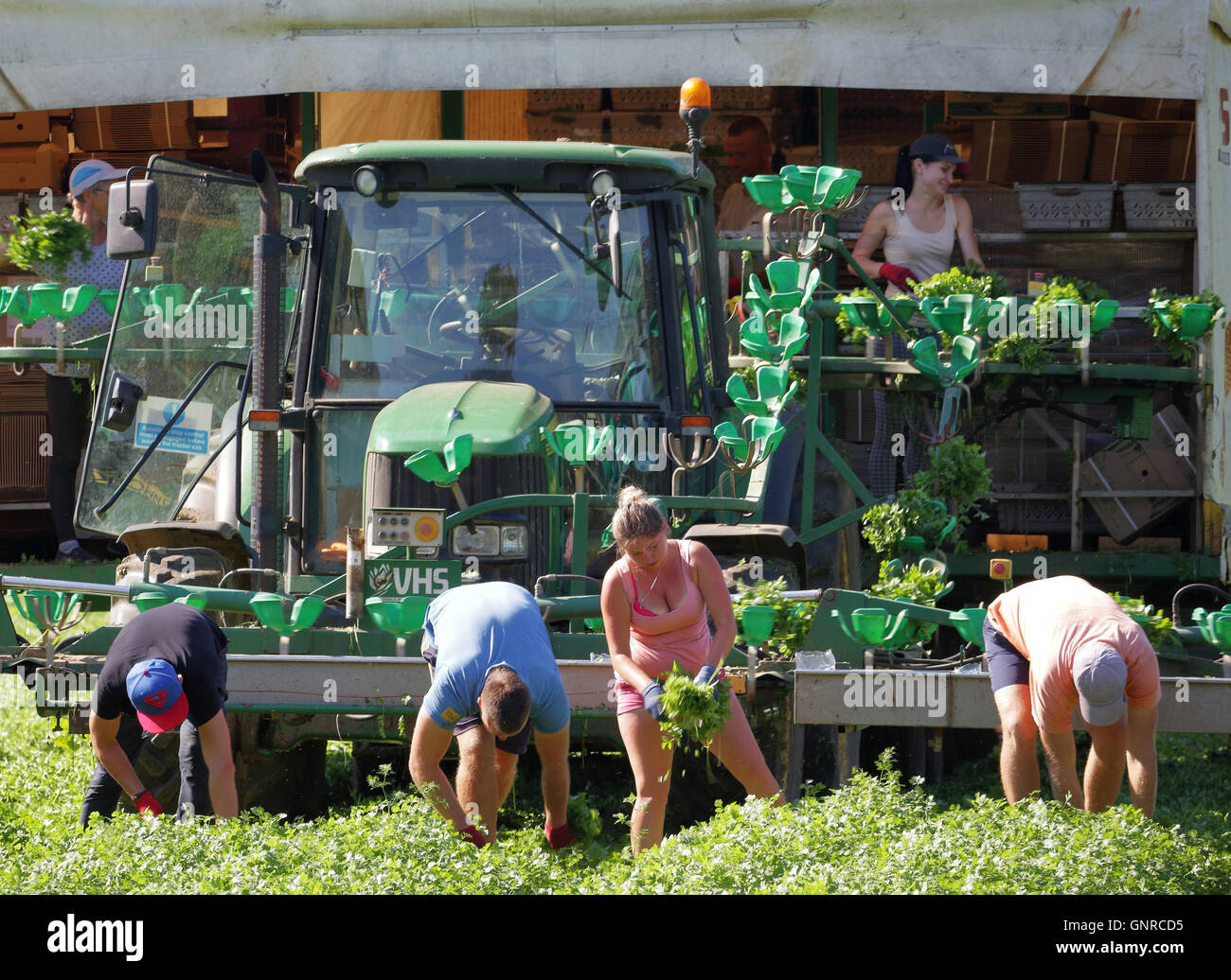 Agricultural workers hi-res stock photography and images - Alamy