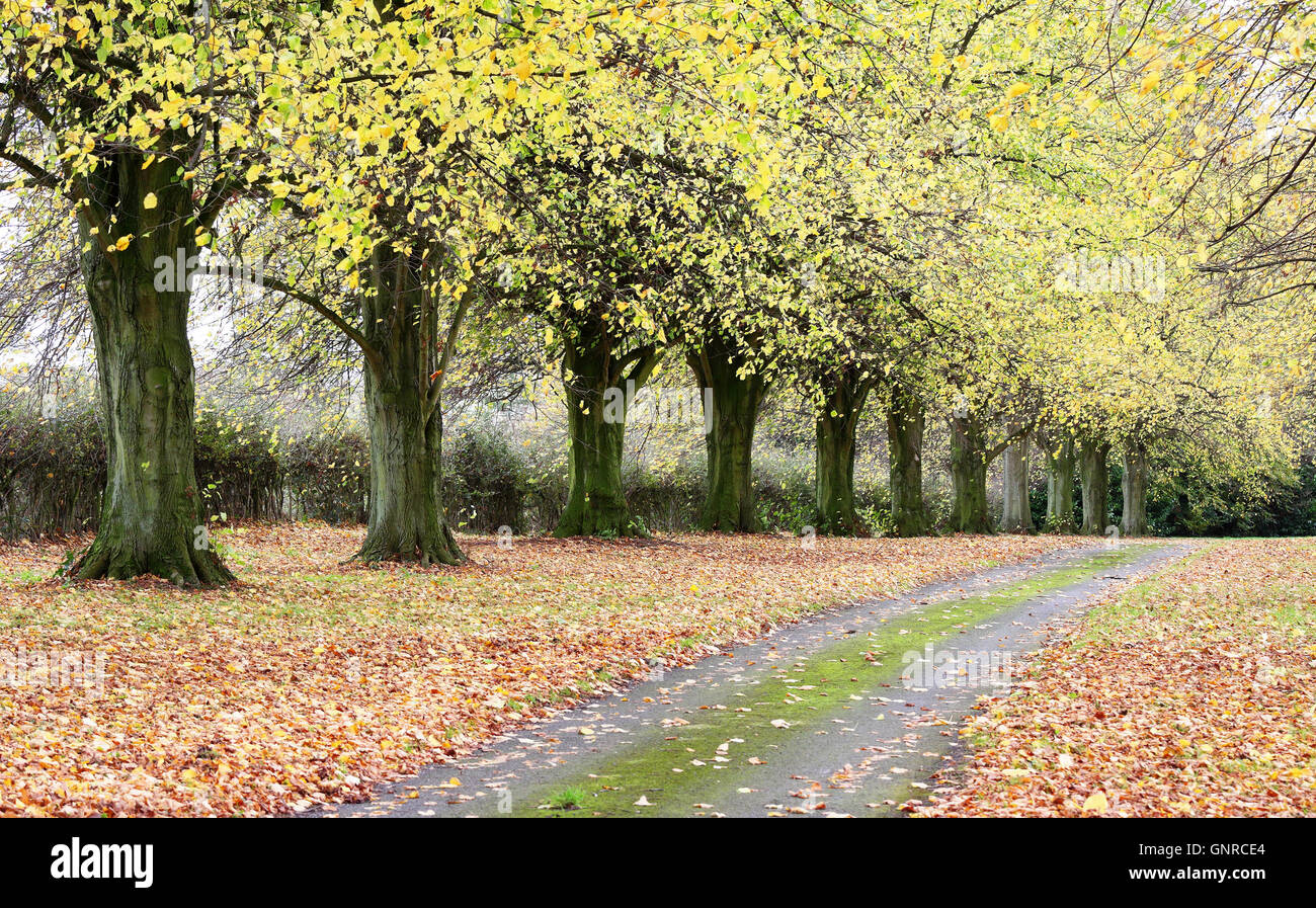 Autumn colours on avenue hi-res stock photography and images - Alamy