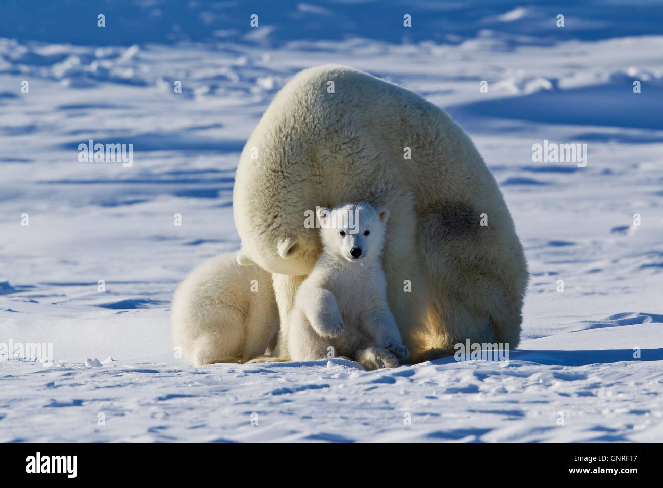 Polar Bear sow and two cubs Ursus maritimus on arctic tundra, Manitoba, Canada Stock Photo - Alamy