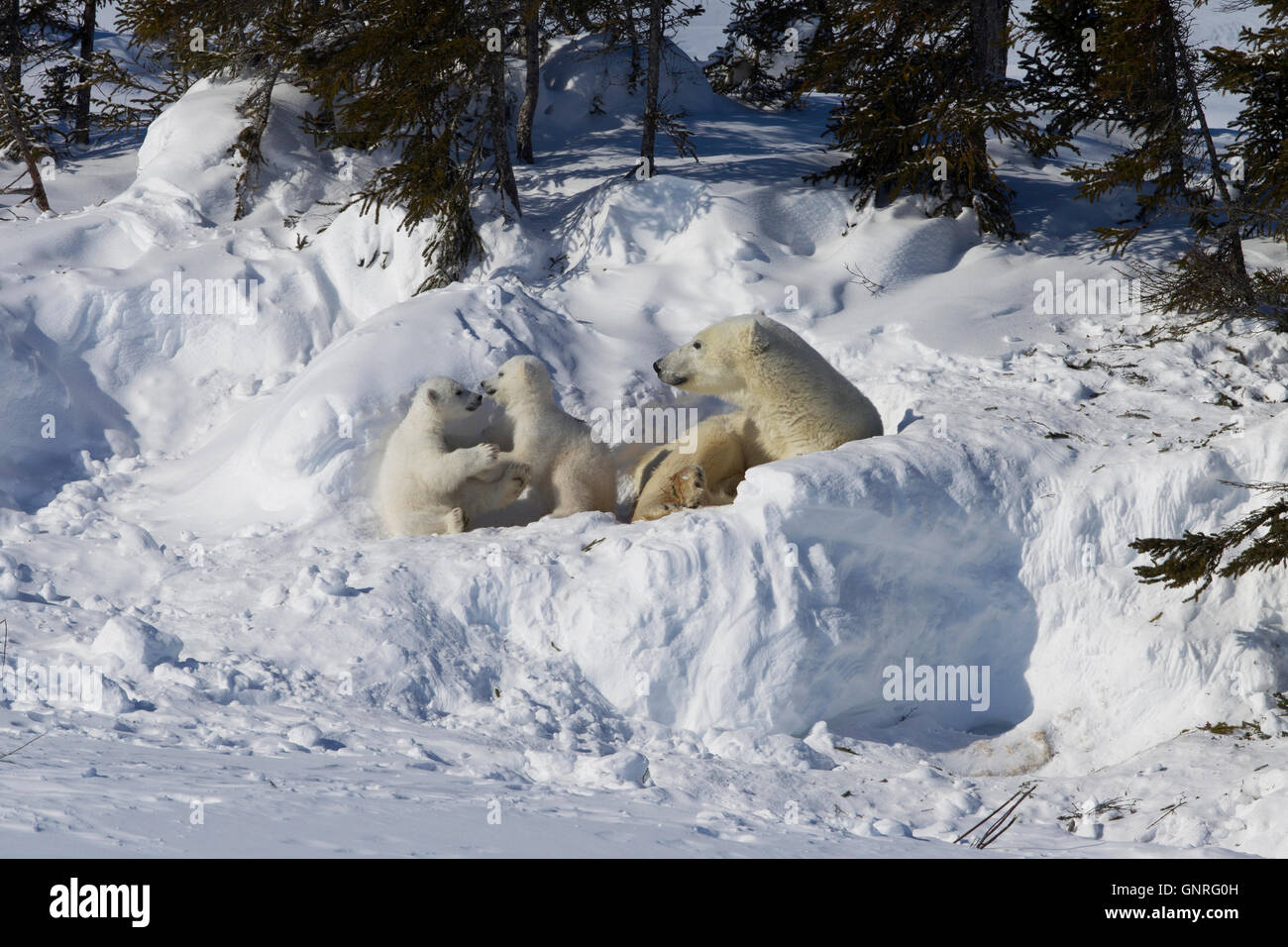 Arctic Tundra Polar Bear