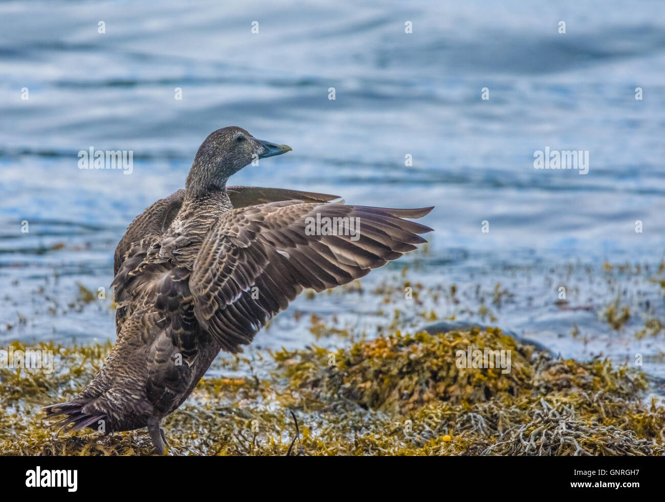 Gadwall wing hi-res stock photography and images - Alamy