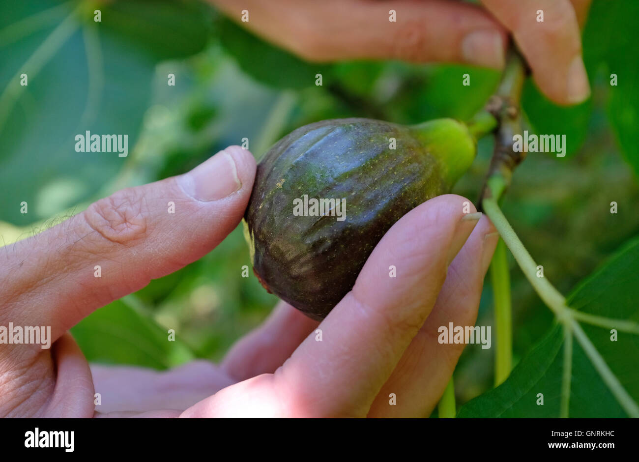 Fig tree uk hi-res stock photography and images - Alamy