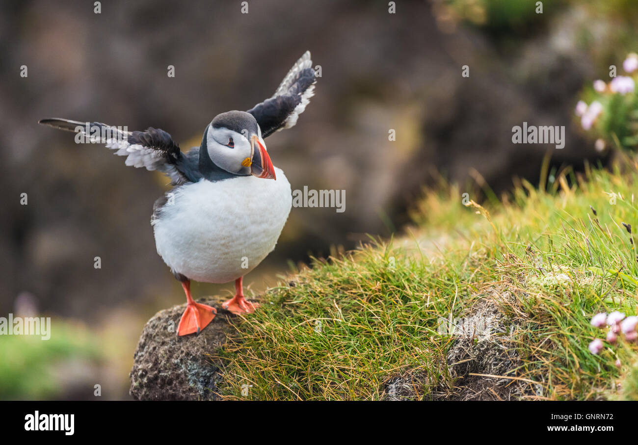 Atlantic puffin nest burrow hi-res stock photography and images - Alamy