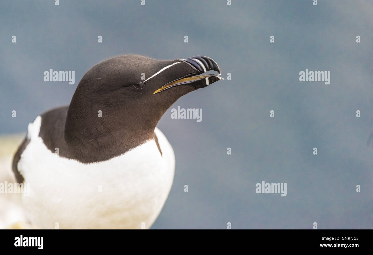 Razorbill on the Latrabjarg cliffs, a promontory and the westernmost ...