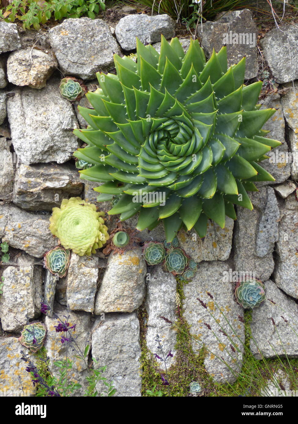 Aloe polyphylla (Spiral Aloe Stock Photo - Alamy