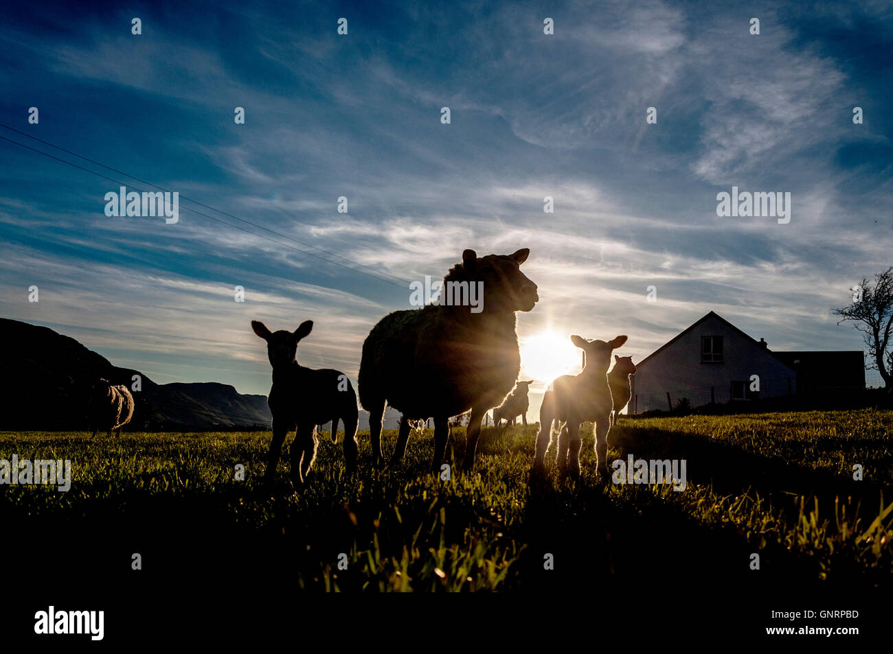 Sheep Farm Farming Farms County Donegal Irish Ireland Landscape High ...