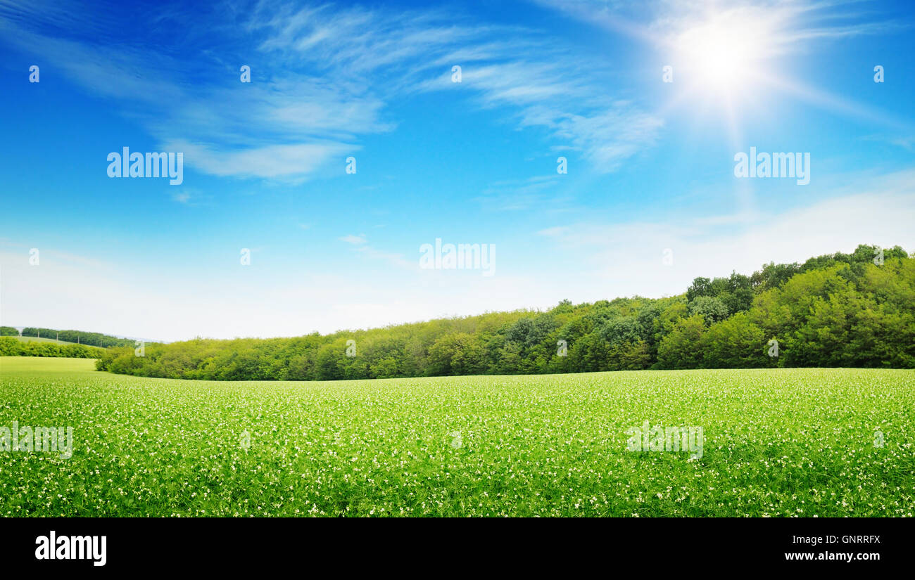 sunrise over a green field Stock Photo - Alamy