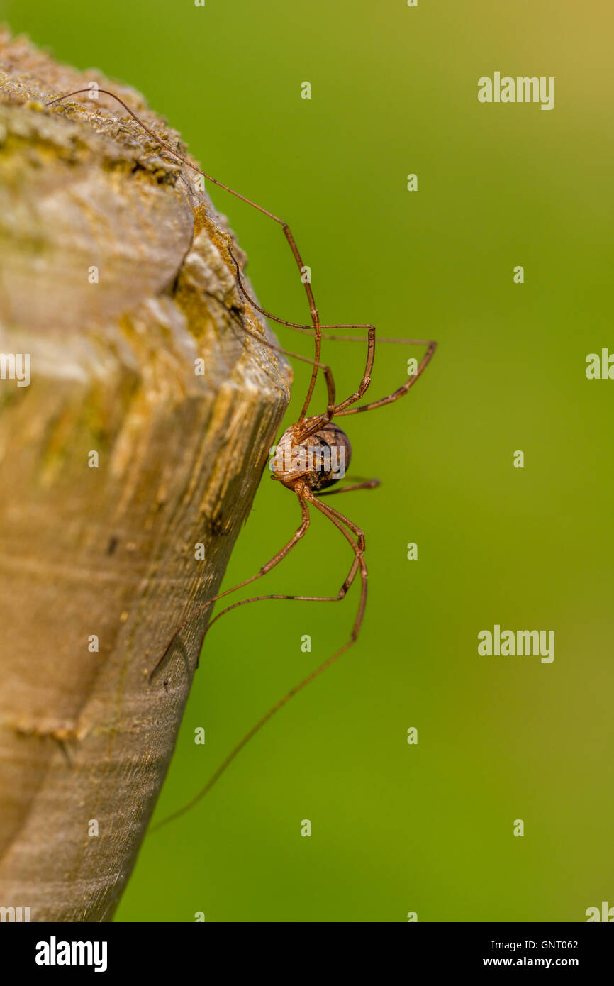 Big Spider With Long Legs High Resolution Stock Photography and Images ...