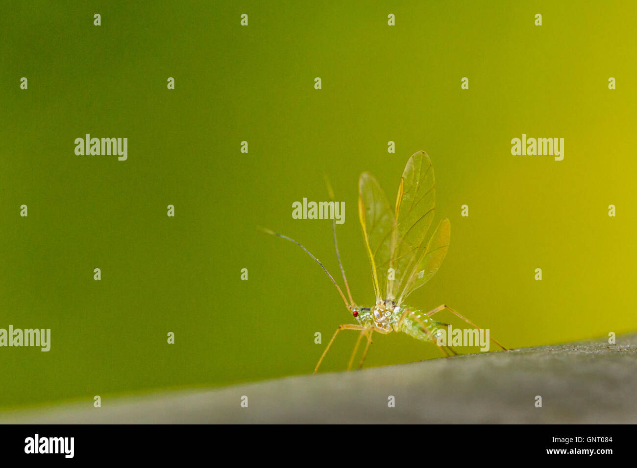 Aphid (Aphididae) stretching its wings upwards with visible cornicles ...