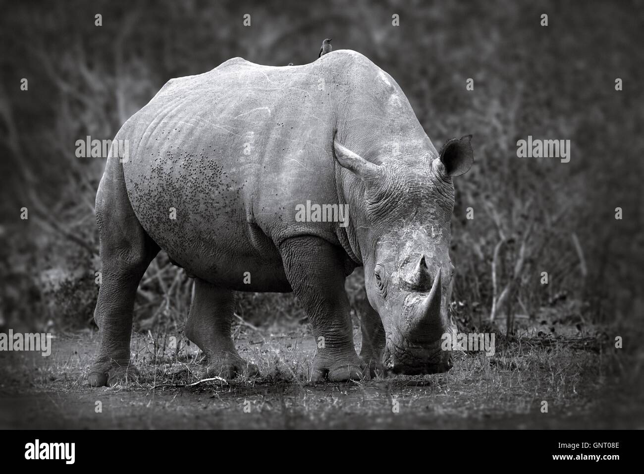 White Rhinoceros Bull in Monochrome Stock Photo - Alamy
