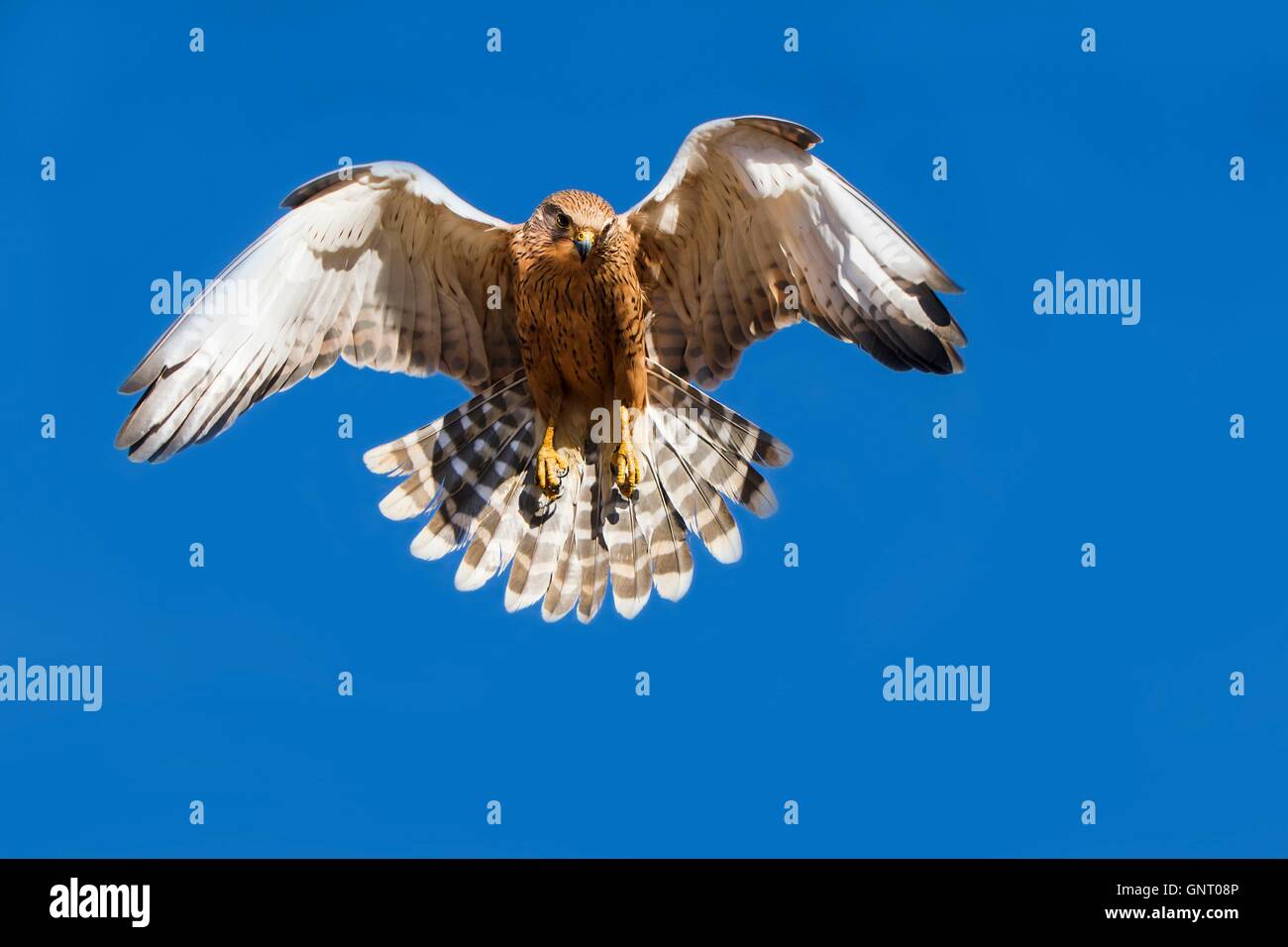 Blue falcon hi-res stock photography and images - Alamy