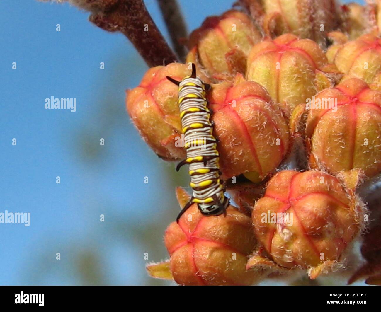 Larva caterpillar cactus flower hi-res stock photography and images - Alamy