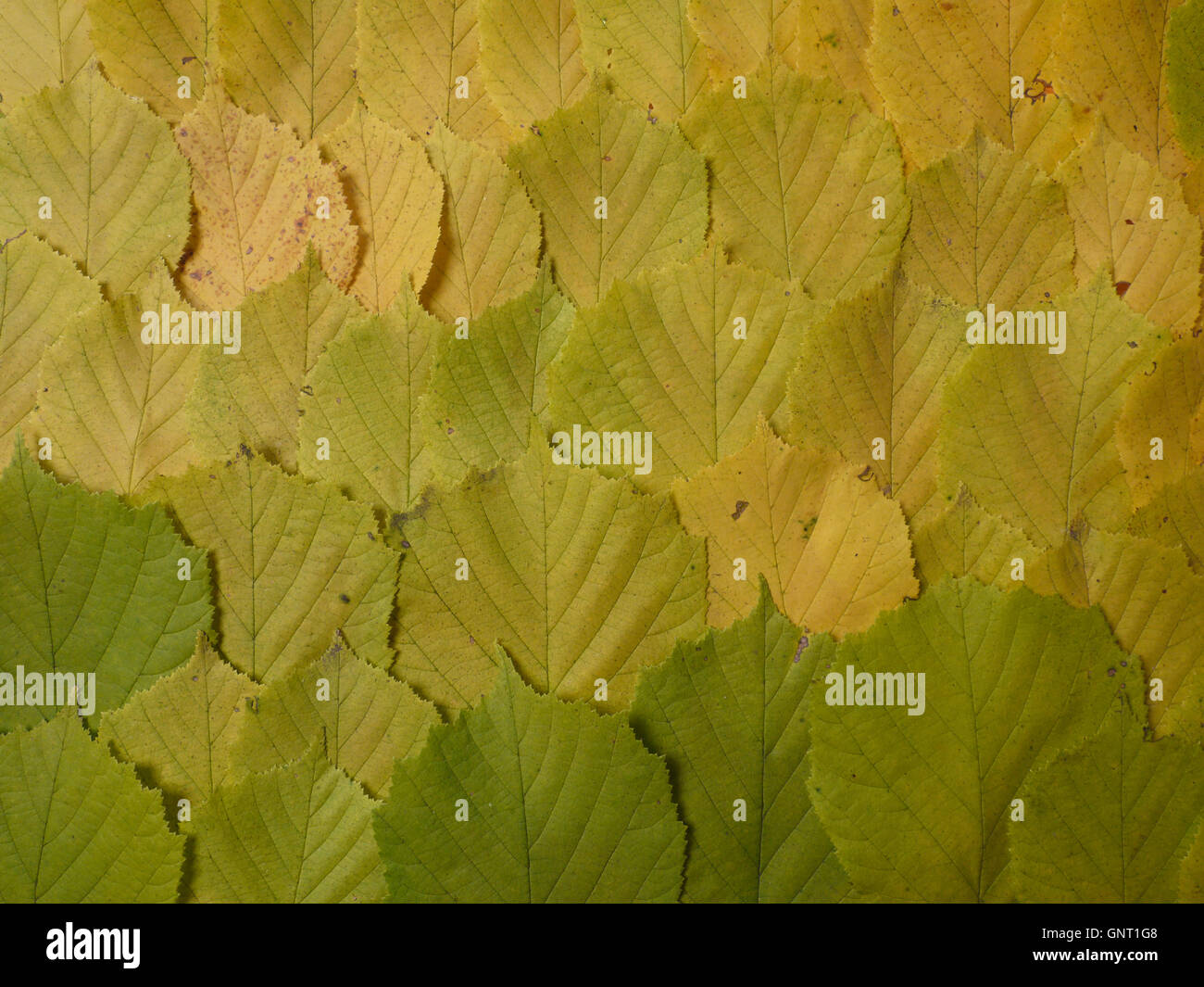 Autumn colored leaves background Stock Photo - Alamy