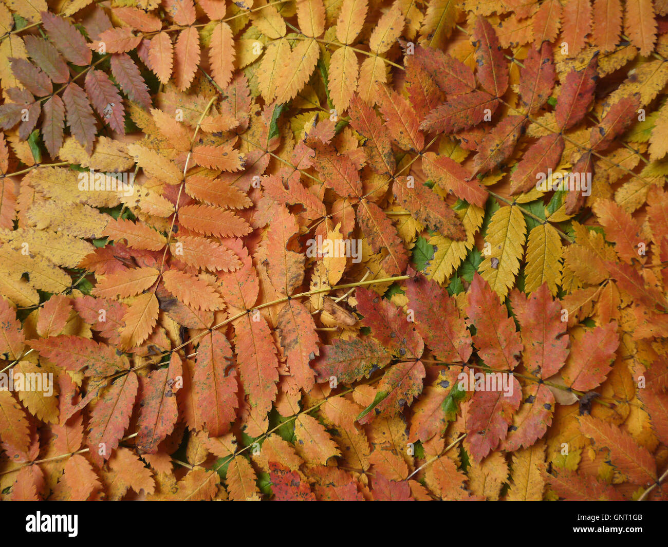 Autumn colored leaves background Stock Photo - Alamy
