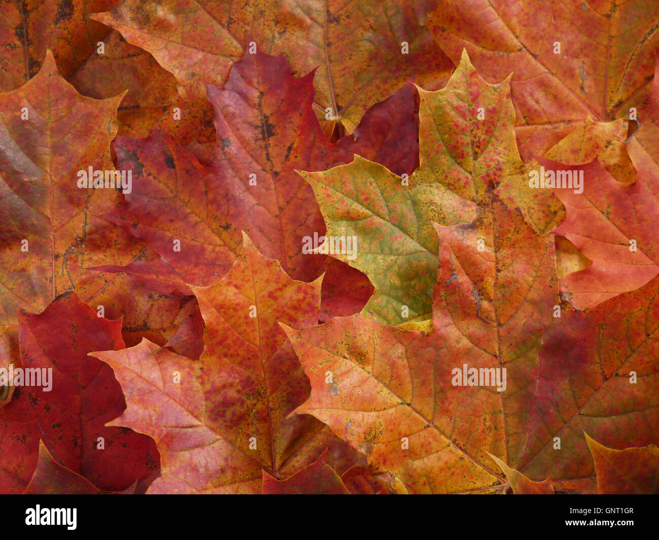 Purple leaves maple hi-res stock photography and images - Alamy