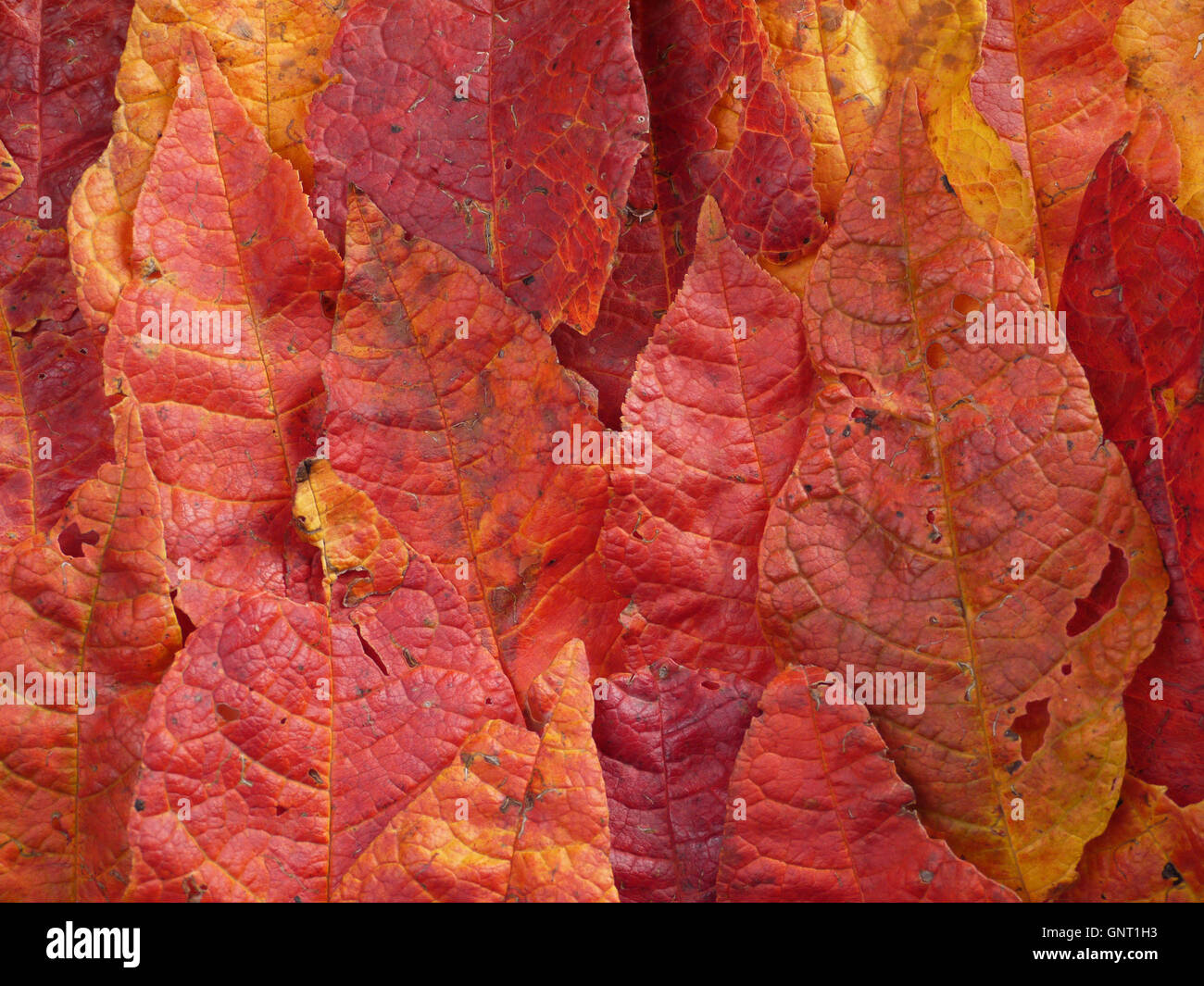 Pink autumn leaves hi-res stock photography and images - Alamy