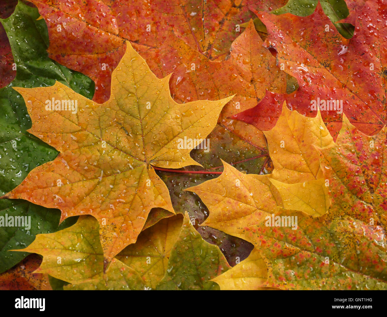 Leaves with water drops hi-res stock photography and images - Alamy