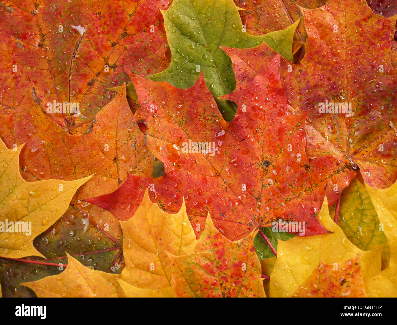 Autumn colored maple leaves with rain drops background Stock Photo - Alamy